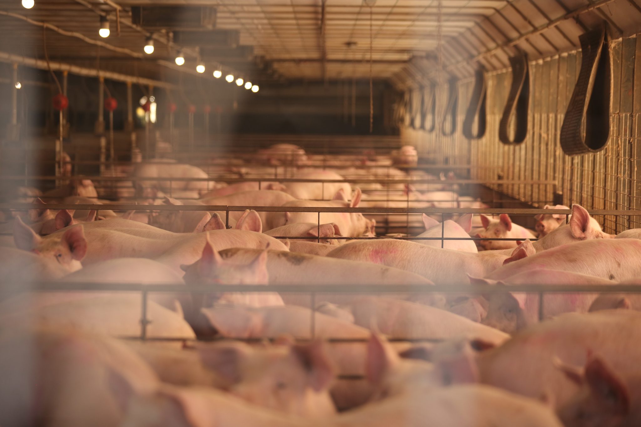 Everything Begins with Family at Tosh Farms